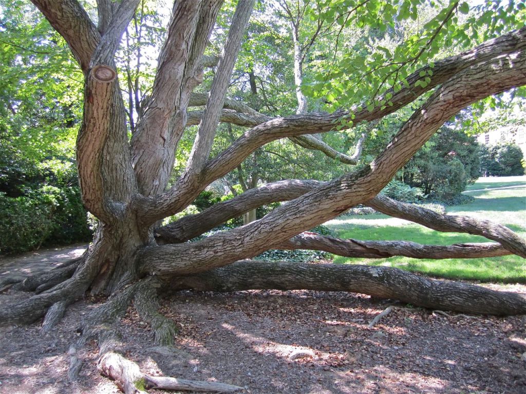 Katsura trees – enclos*ure