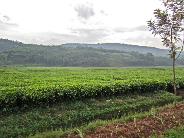 Tea gardens – enclos*ure
