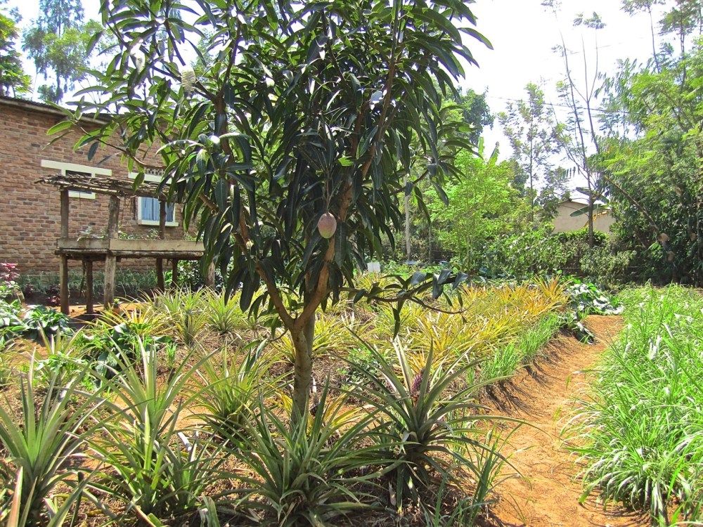 Gako Organic Farming Training Centre – enclos*ure