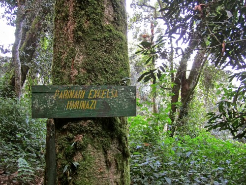 giant lobelia – enclos*ure