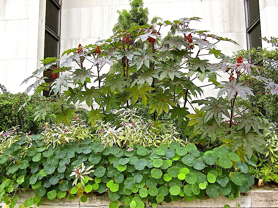 The Heirloom Garden in early fall – enclos*ure