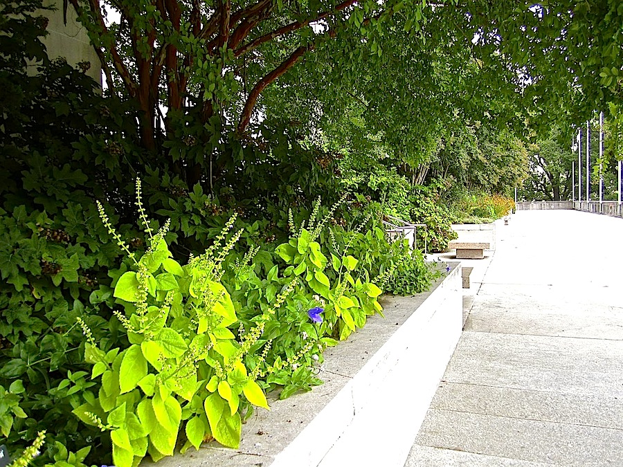 The Heirloom Garden in early fall – enclos*ure