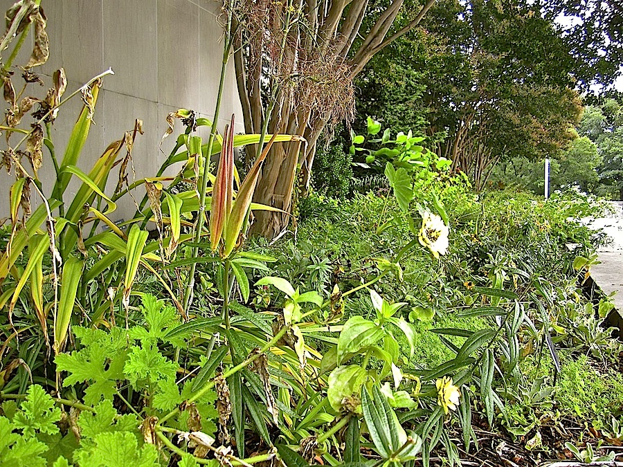 The Heirloom Garden in early fall – enclos*ure