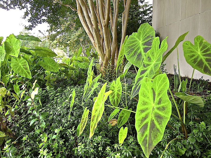 The Heirloom Garden in early fall – enclos*ure