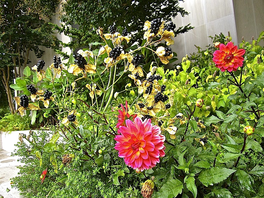 The Heirloom Garden in early fall – enclos*ure