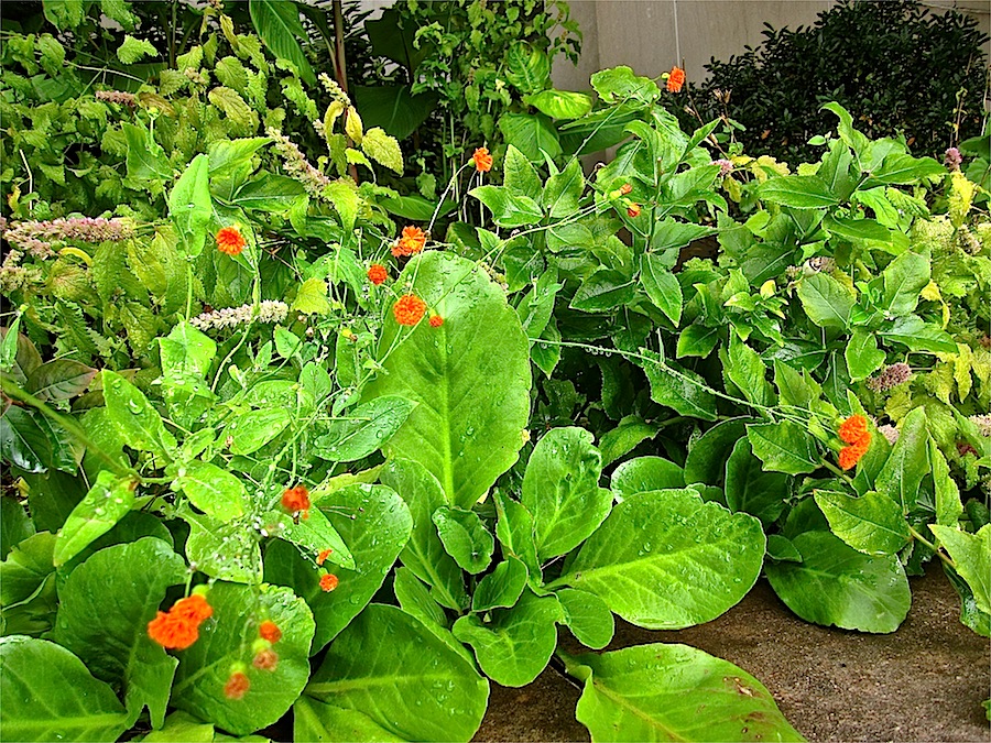 The Heirloom Garden in early fall – enclos*ure