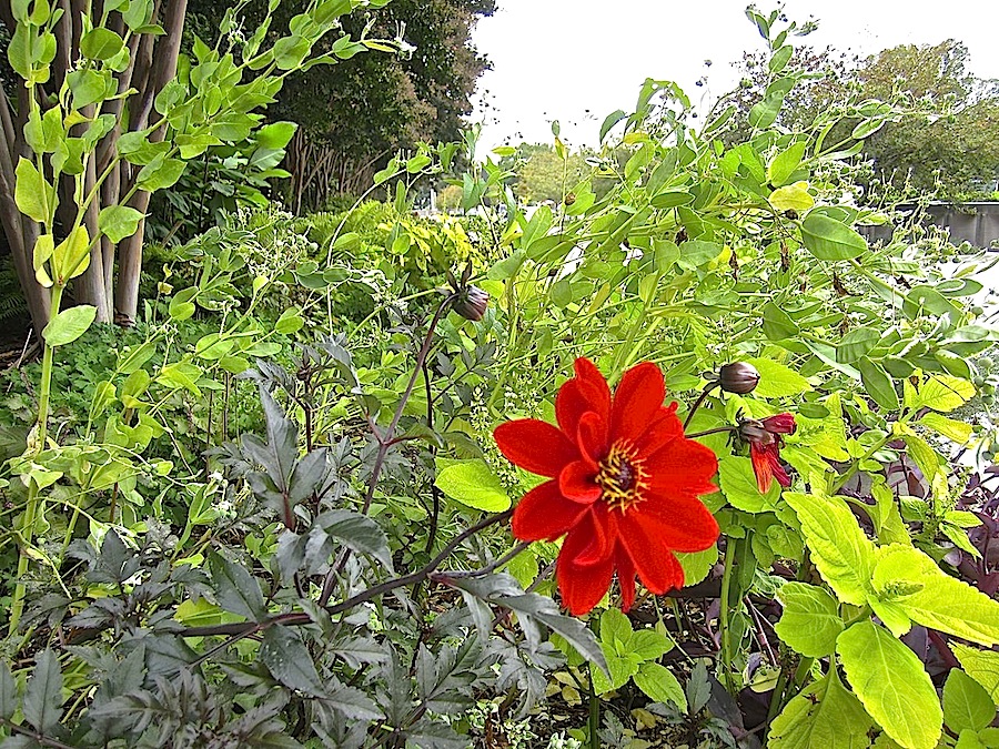 The Heirloom Garden in early fall – enclos*ure