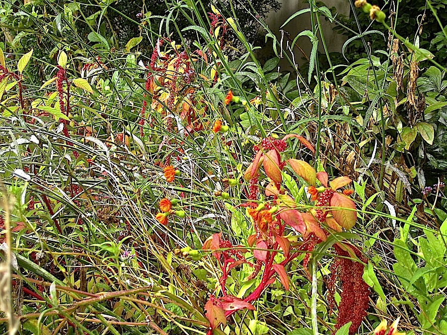 The Heirloom Garden in early fall – enclos*ure