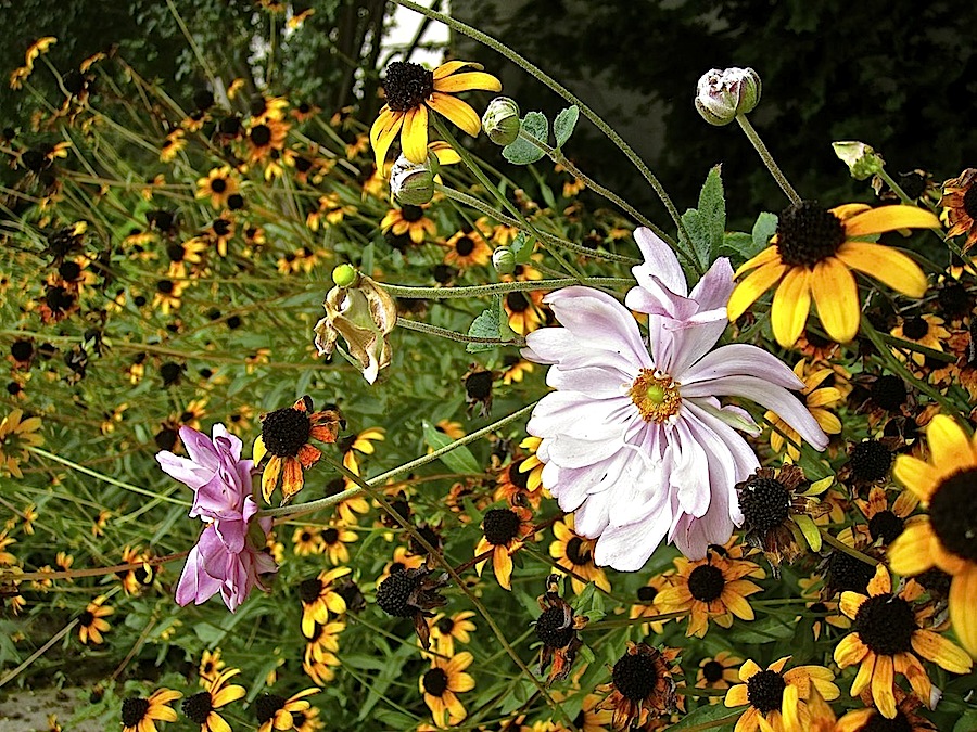 The Heirloom Garden in early fall – enclos*ure