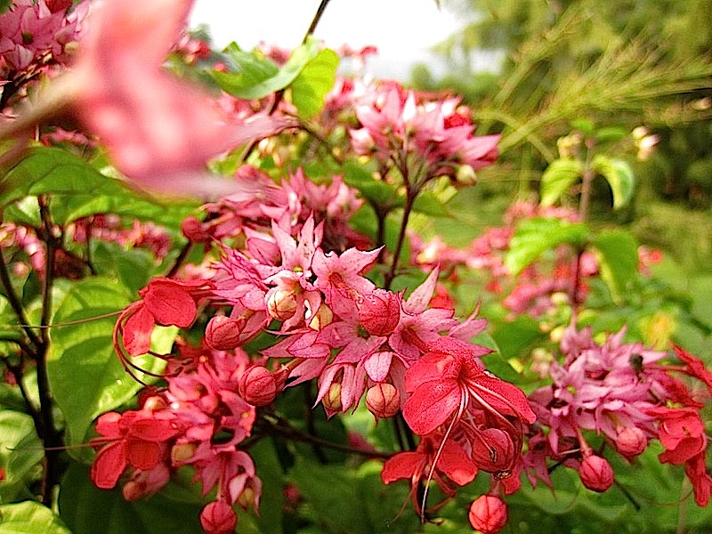 Bloom Day in December: 50 shades – enclos*ure