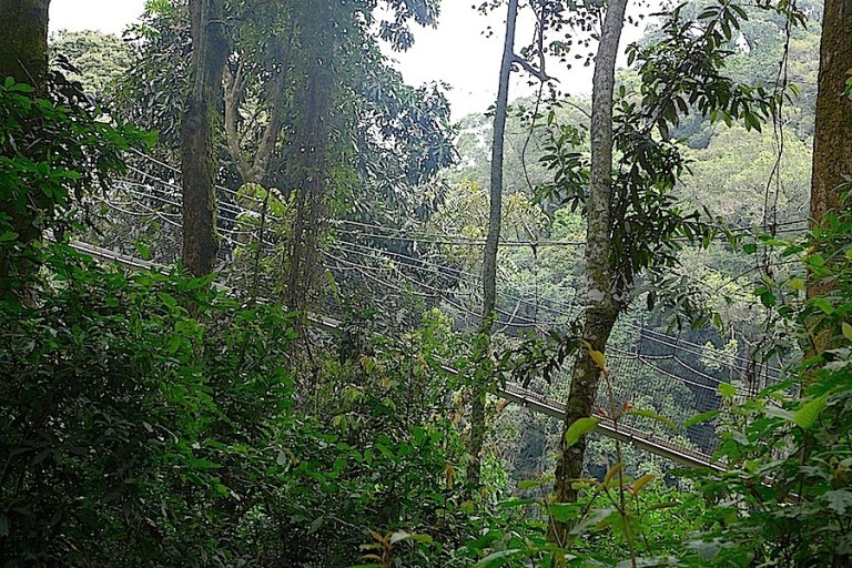 field guide to plants of Nyungwe Forest – enclos*ure
