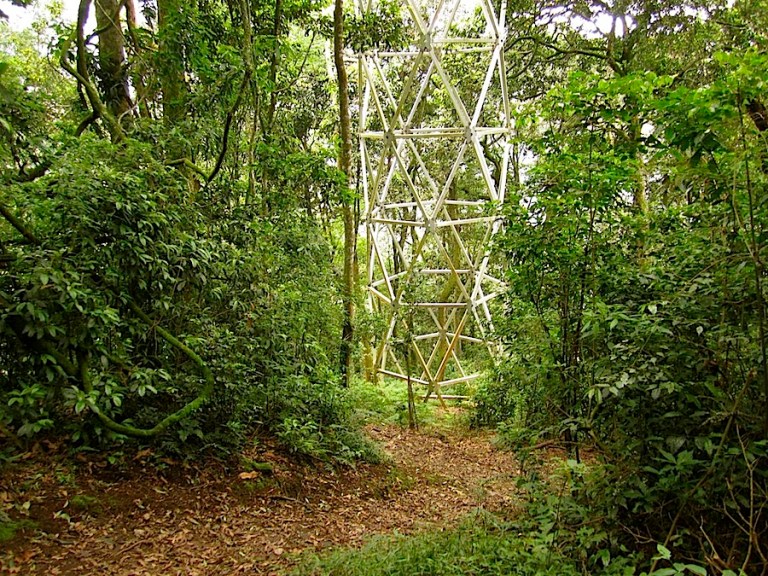 field guide to plants of Nyungwe Forest – enclos*ure
