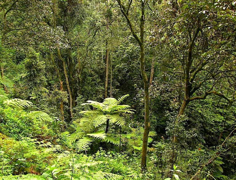 field guide to plants of Nyungwe Forest – enclos*ure