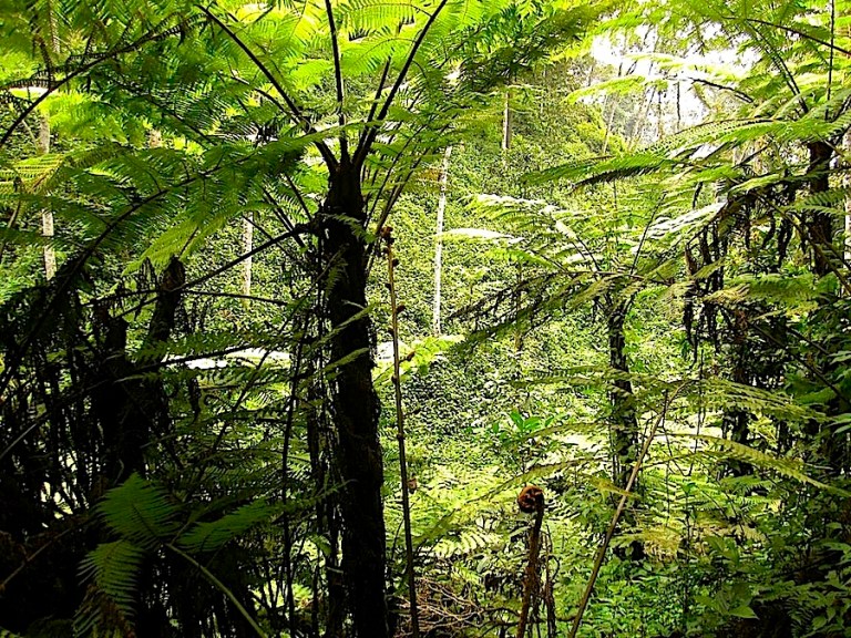 field guide to plants of Nyungwe Forest – enclos*ure
