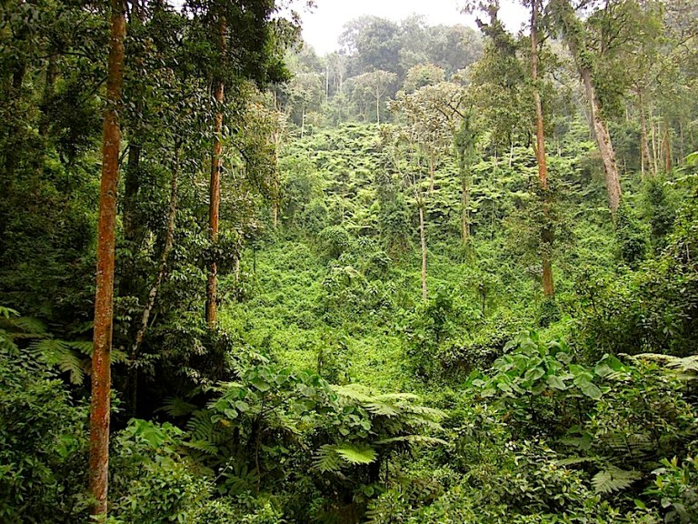 field guide to plants of Nyungwe Forest – enclos*ure