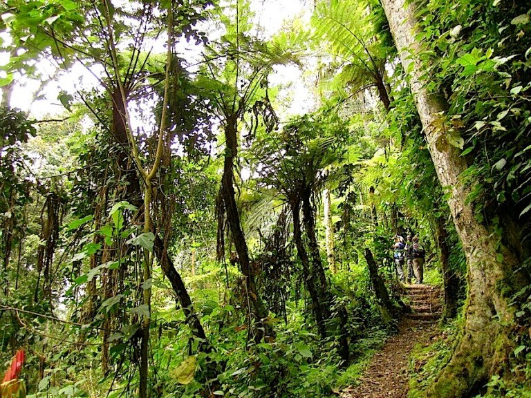 field guide to plants of Nyungwe Forest – enclos*ure