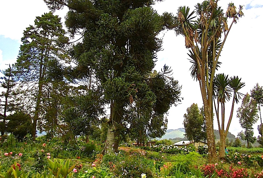 Bloom Day in May: Mugongo – enclos*ure