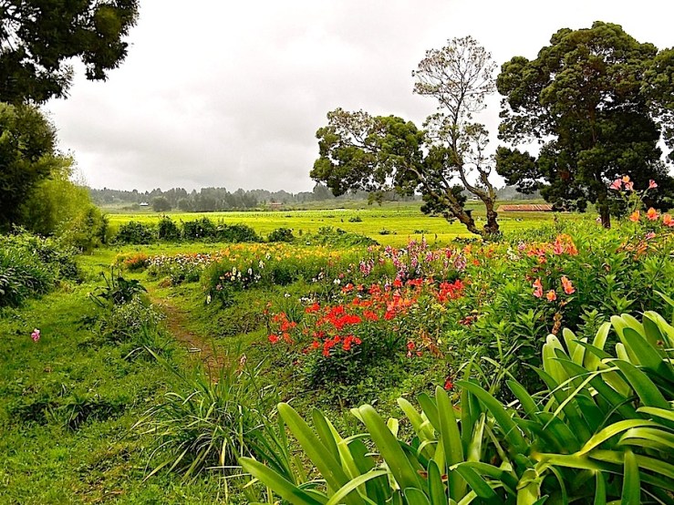 Bloom Day in May: Mugongo – enclos*ure