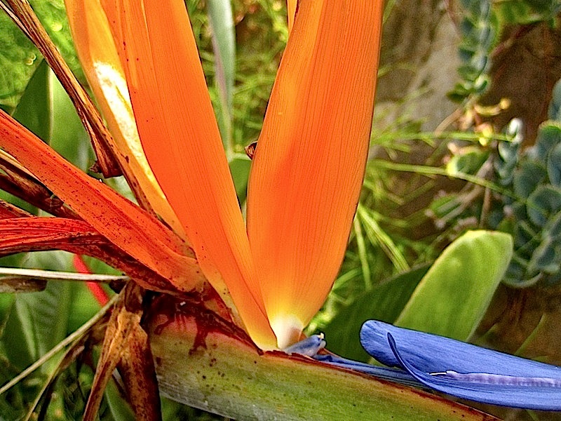 Bloom Day in December – enclos*ure